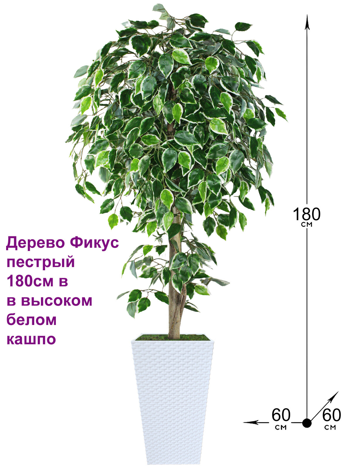 Дерево искусственное Фикус Пестролистный 180см в высоком белом кашпо 51см от ФитоПарк, декоративное дерево для интерьера