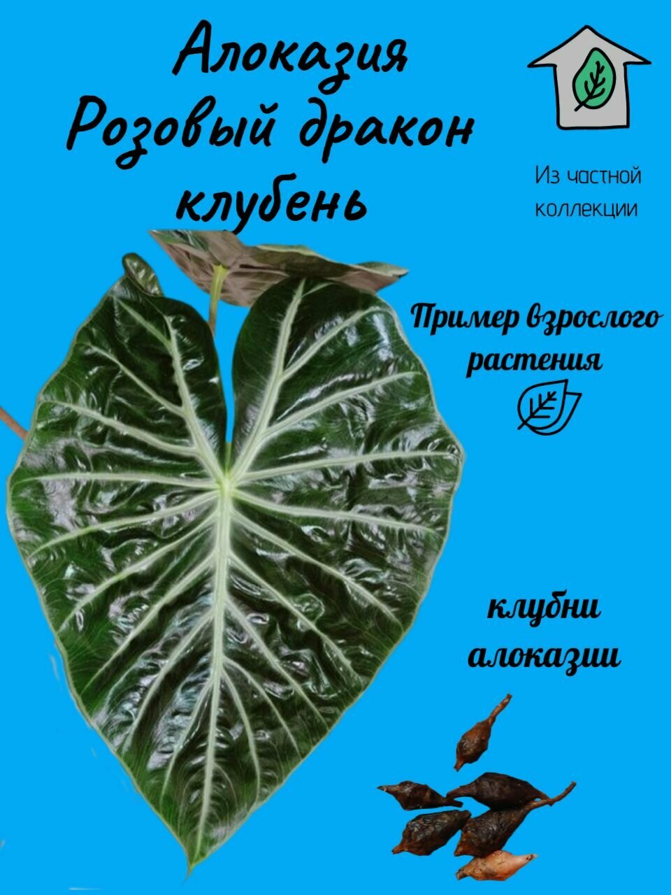 Алоказия Розовый дракон / клубень