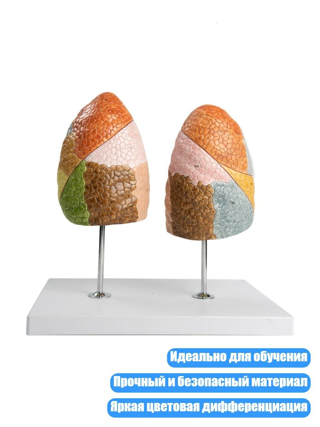 Анатомическая модель легких человека