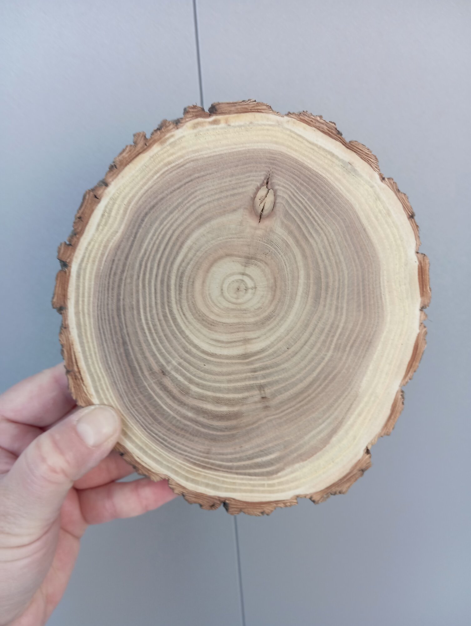 Спил дерева карагач, заготовка 15*14*3,0см