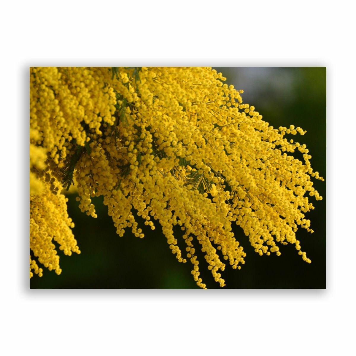 Постер цветы на бумаге / Мимоза / Размер 30 x 40 см