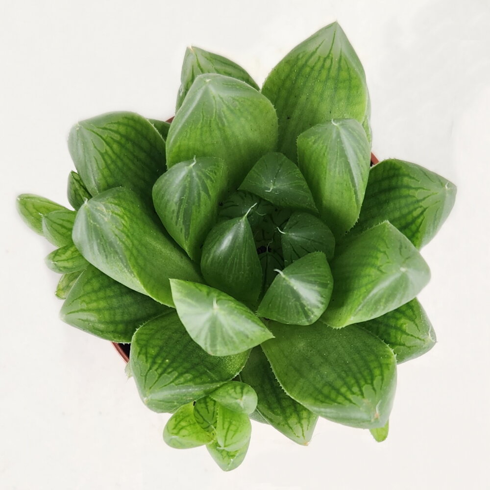 Хавортия Купера Пилифера Суккулент D-5, H-7