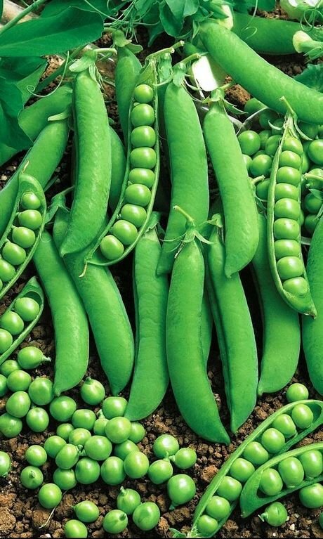 Семена растения Горох Сахарное лакомство