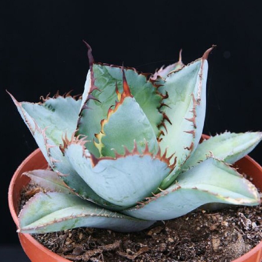 Агава Титанота голубая, Agave Titanota Blue, семена