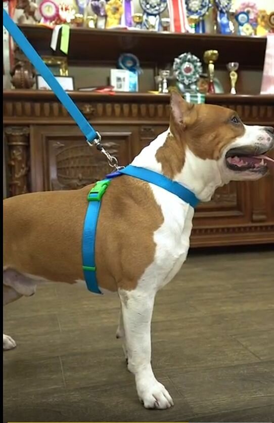 Шлейка для собак Japan Premium Pet серия "Легко Надеть" с защитным механизмом от перекручивания. Размер SS, цвет голубой