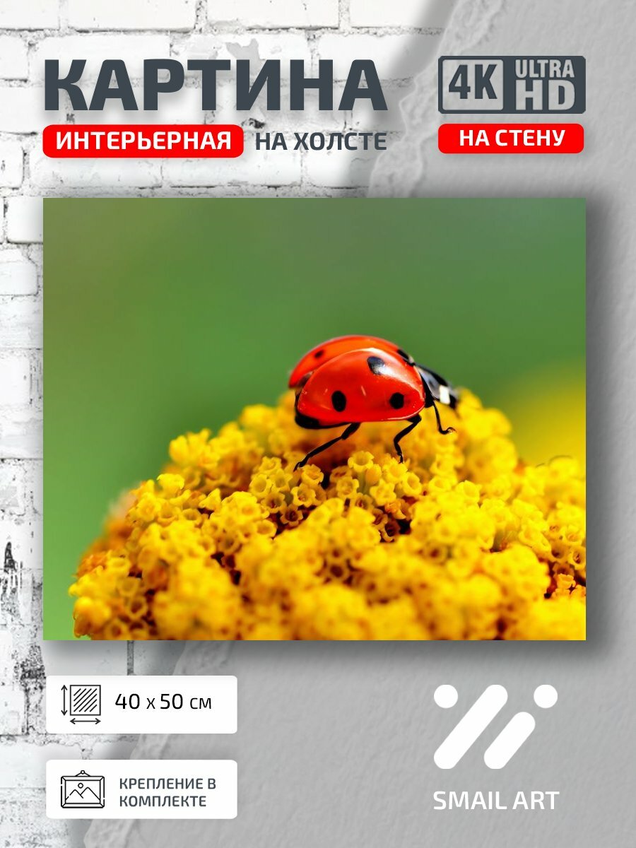 Картина на холсте интерьерная 40 на 50 на стену Цветке Macro для офиса макро интерьер декор