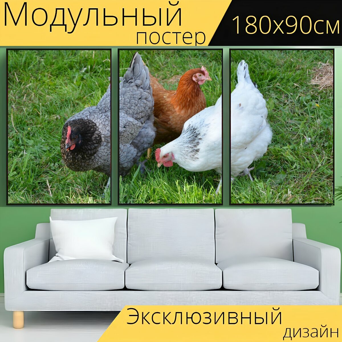 Модульный постер "Куры, несушки, двор" 180 x 90 см. для интерьера на стену в тубусе