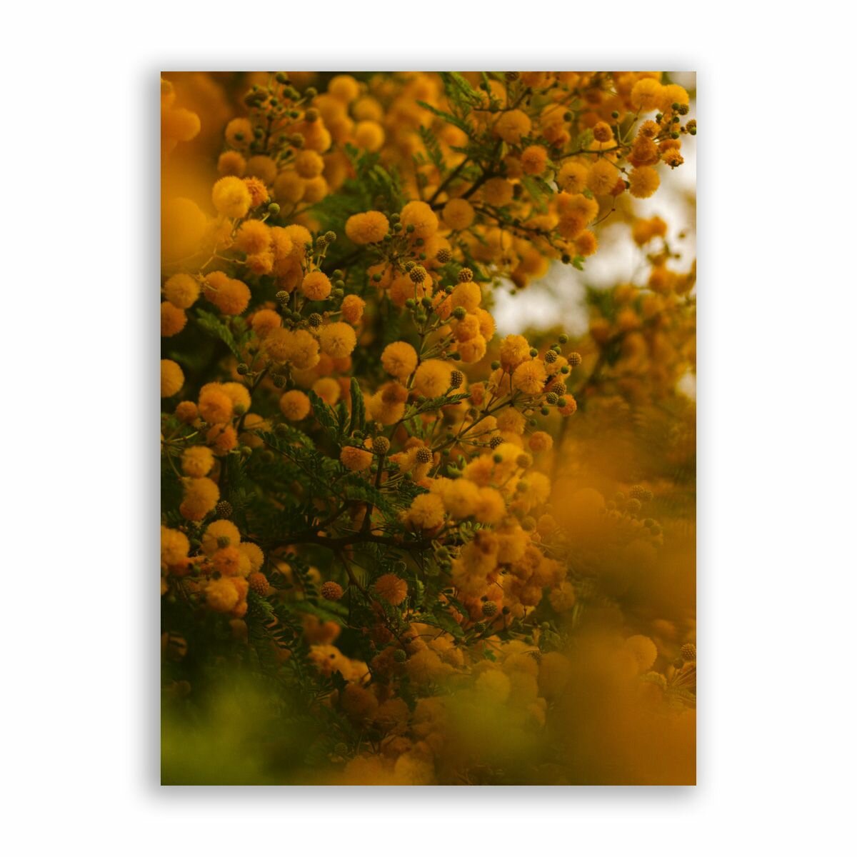Постер цветы на бумаге / Мимоза / Размер 80 x 106 см