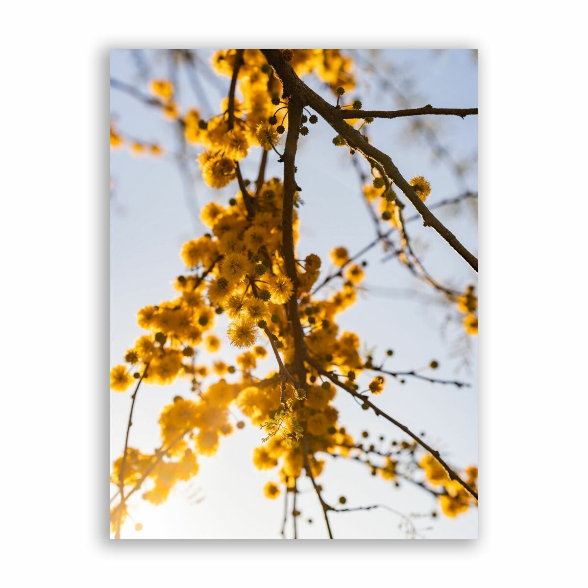 Постер цветы на бумаге / Мимоза / Размер 30 x 40 см