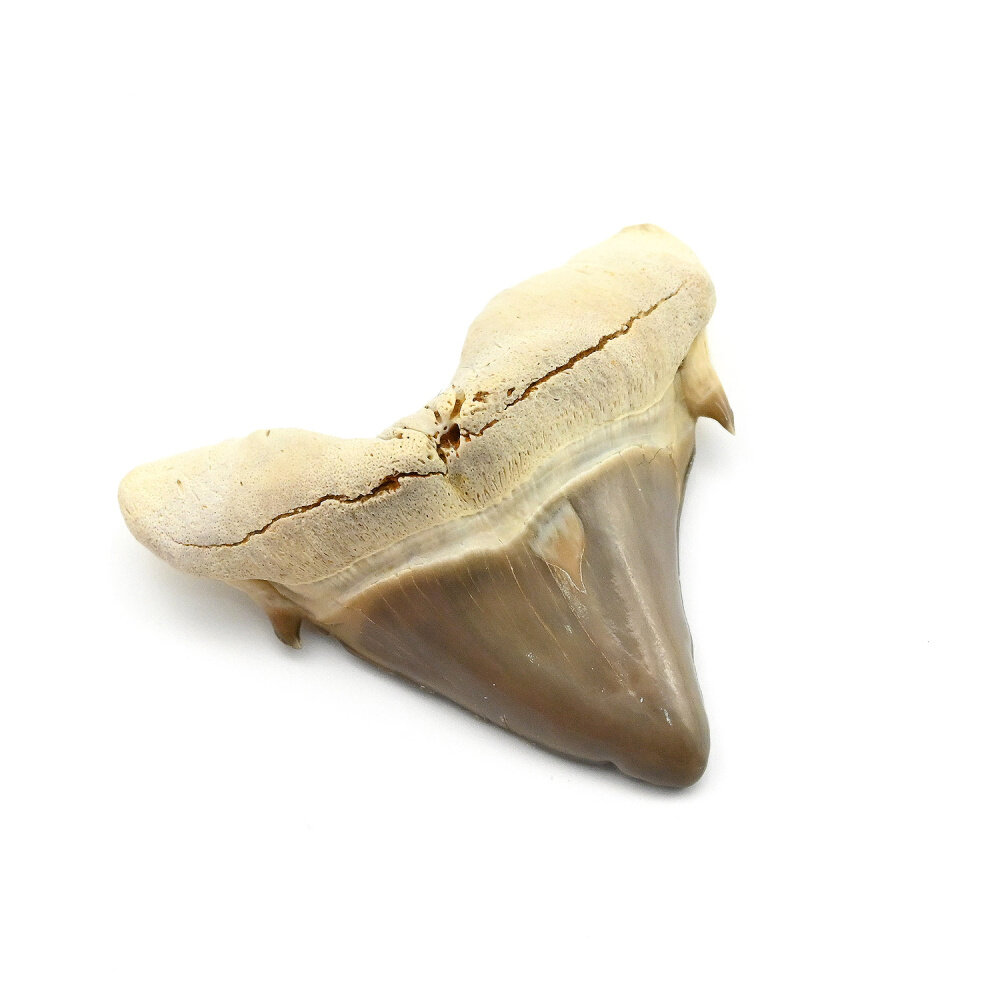 Минерал зуб акулы "Jaekelotodus" 29*8*25мм .