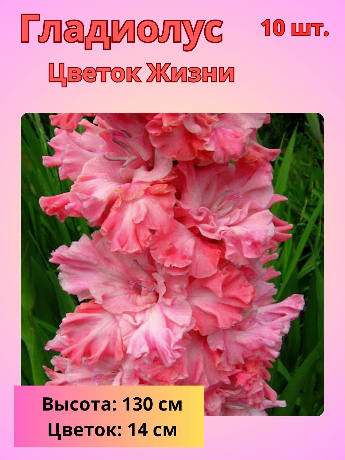 Гладиолус крупноцветковый Цветок Жизни, луковицы Гладиолуса