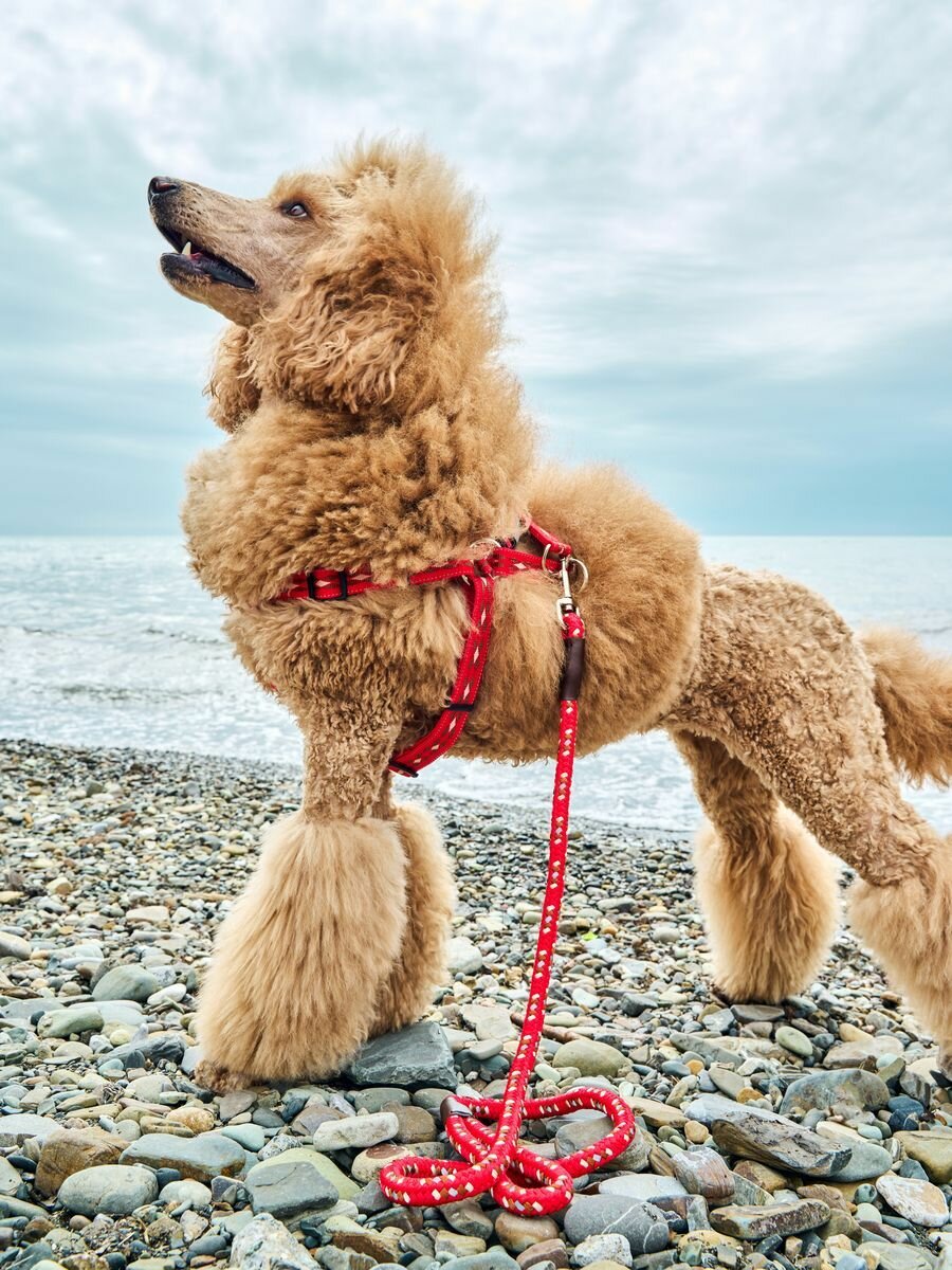 Поводок для собак Japan Premium Pet особо прочный светоотражающий "АнтиСрыв" со стоппером на карабине, цвет красный, размер М