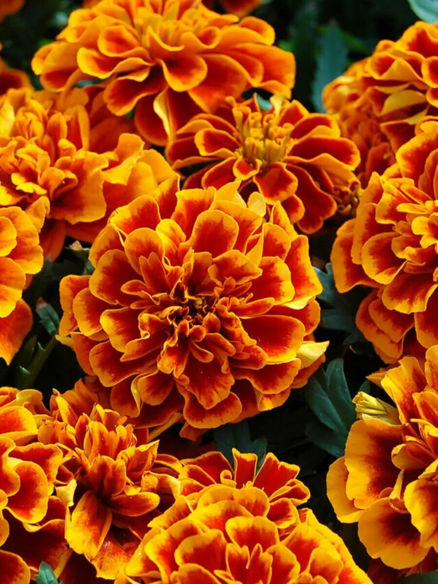 Семена цветов Бархатцы Испанская брокада. Отличное украшение парадных цветников, клумб, вазонов, балконных ящиков