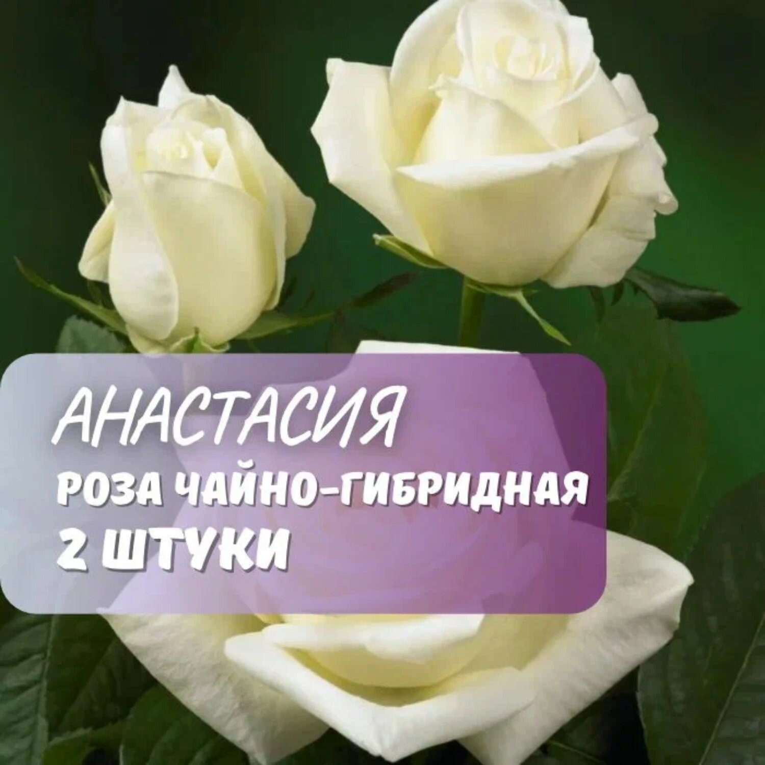 Розы Анастасия, чайно-гибридные, 2 шт, многолетние, белые, бежевые, зеленые