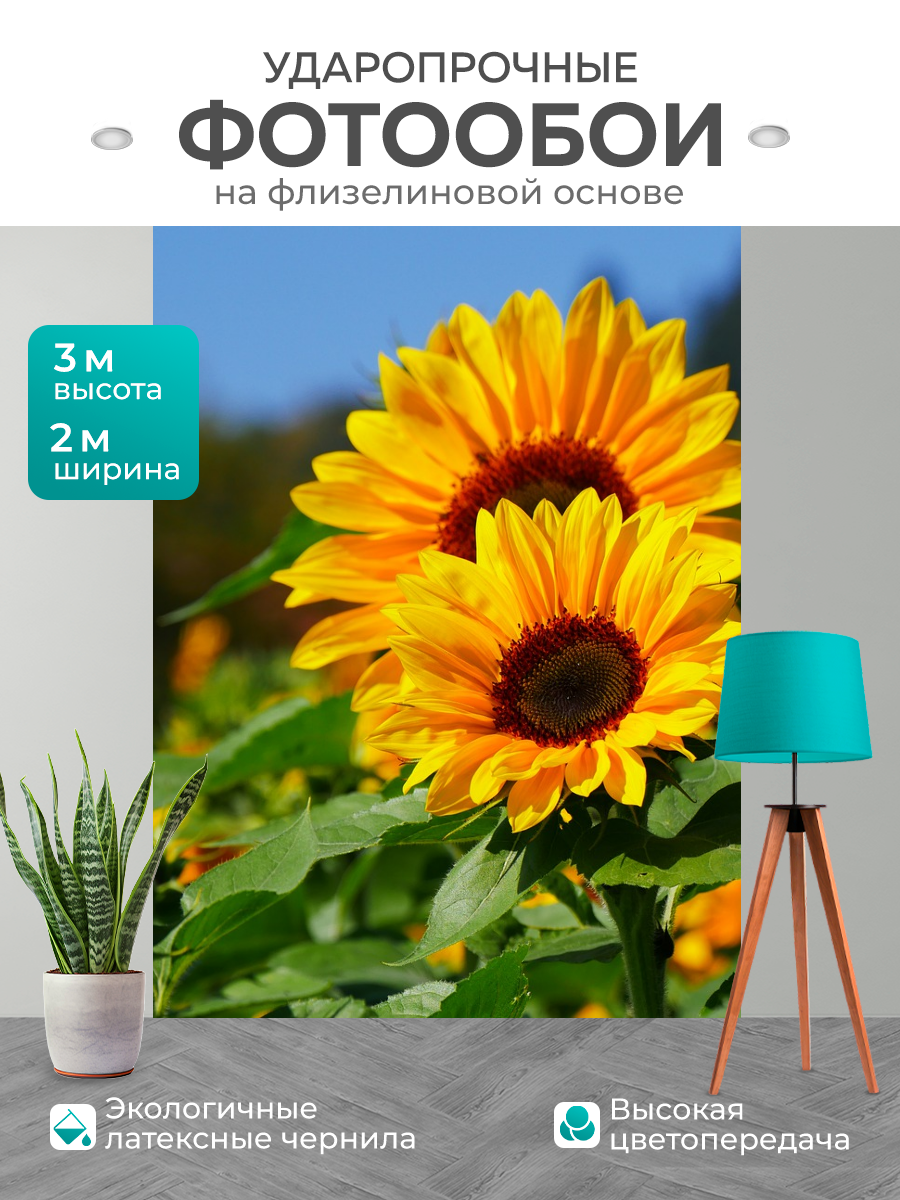 Фотообои моющиеся ударопрочные "Подсолнухи, летом, подсолнух" 200x300 см. флизелиновые на стену