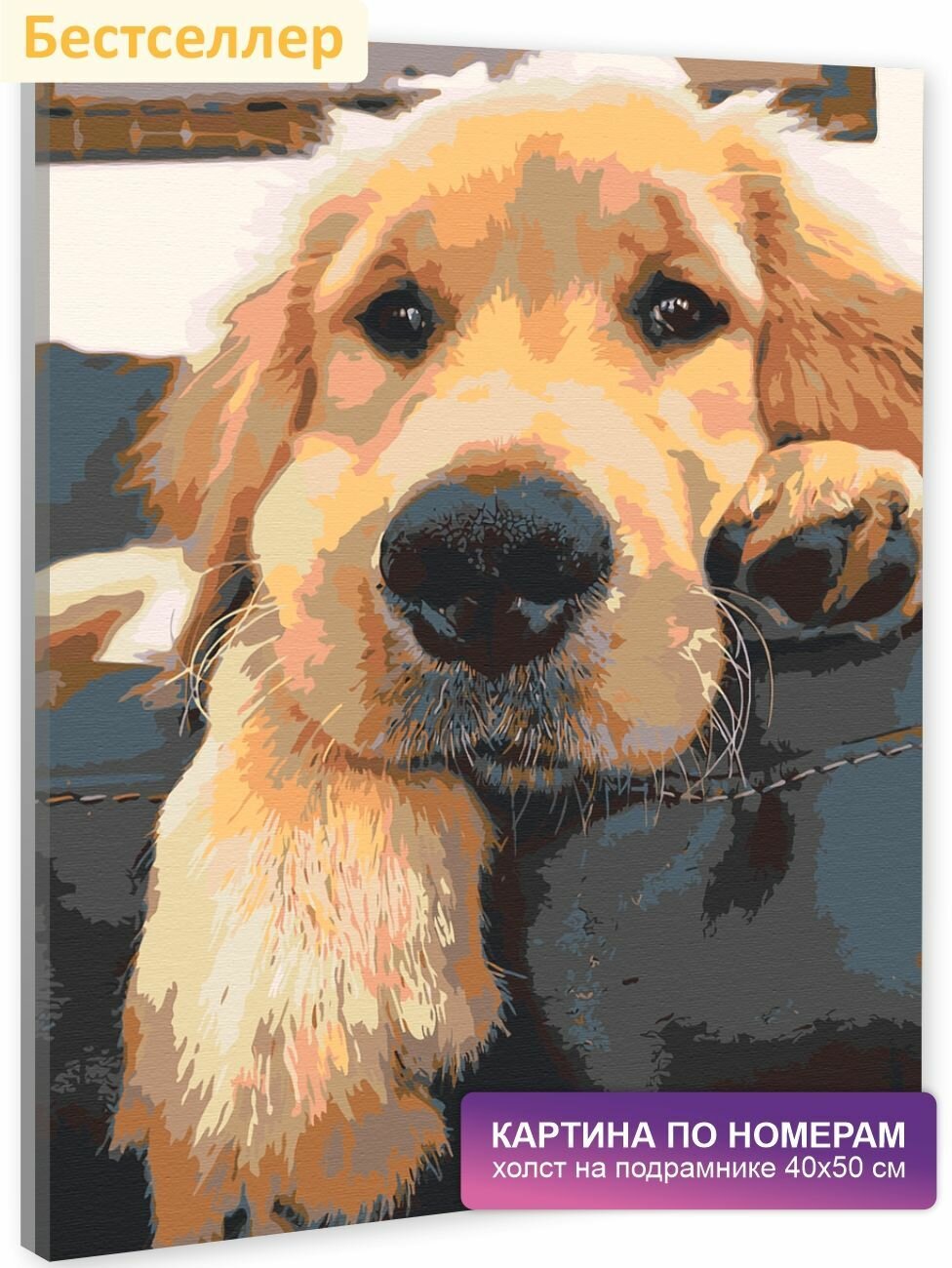 Картина по номерам на холсте с подрамником 40х50 см. Природа, животные, рыбы, птицы. Собаки, щенки. "Лабрадор на диване", арт. 3261/