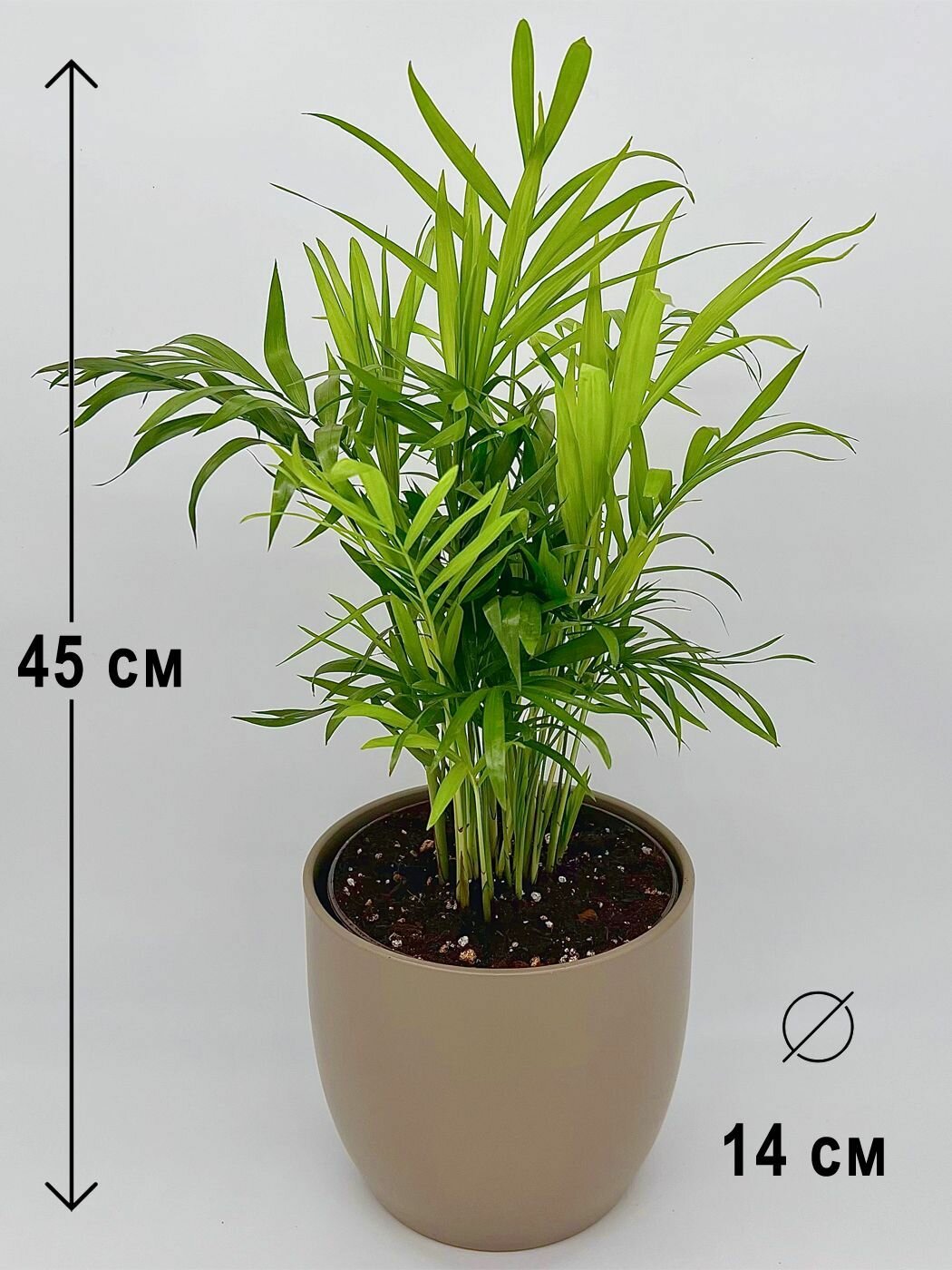 Хамедорея Элеганс в пластиковом серо-коричневом кашпо, высота композиции 35-45см