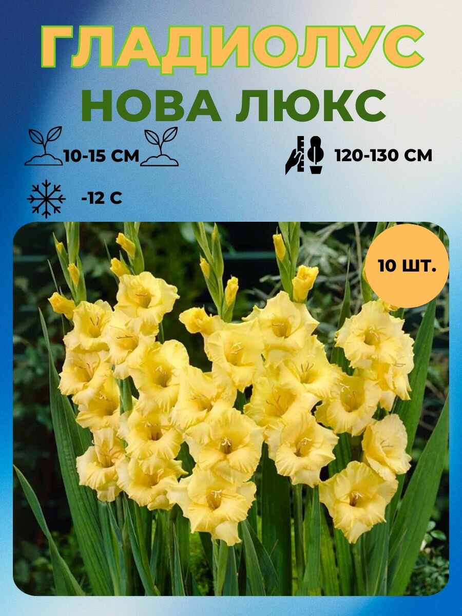Гладиолус, луковицы многолетних цветов