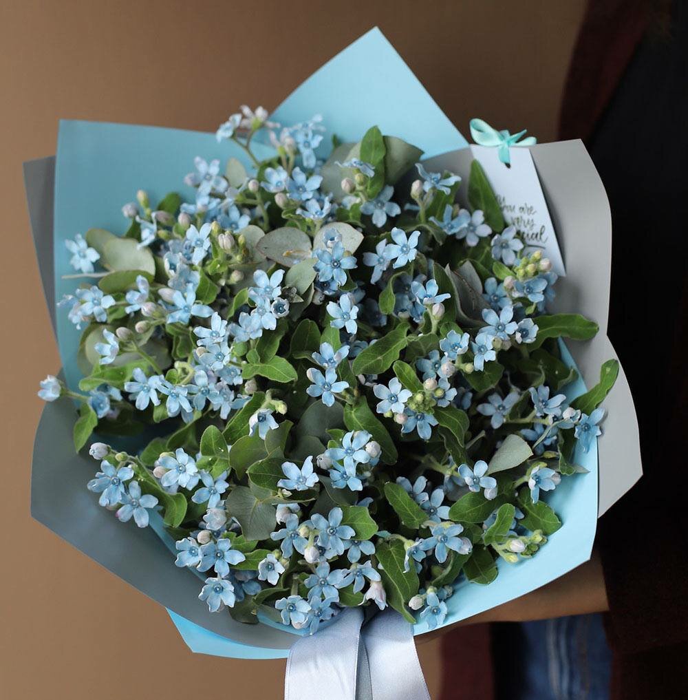 Премиум букет оксипеталума 51 шт. с эвкалиптом, премиум цветы, шикарный, красивый букет цветов