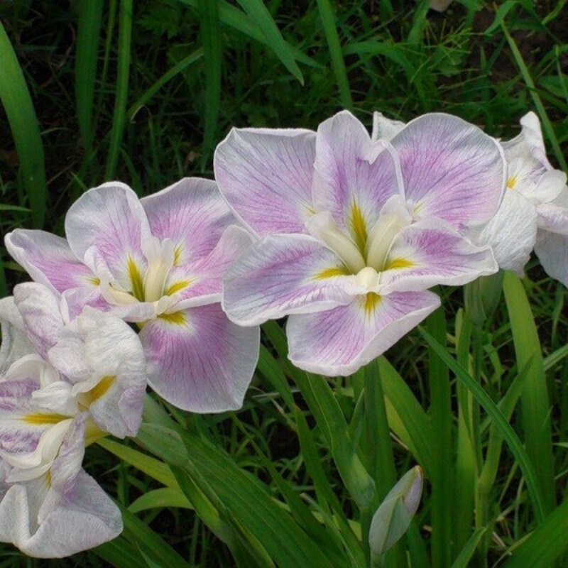 Ирис мечевидный Когешо (1 корневище в пакете с торфом), Нидерланды