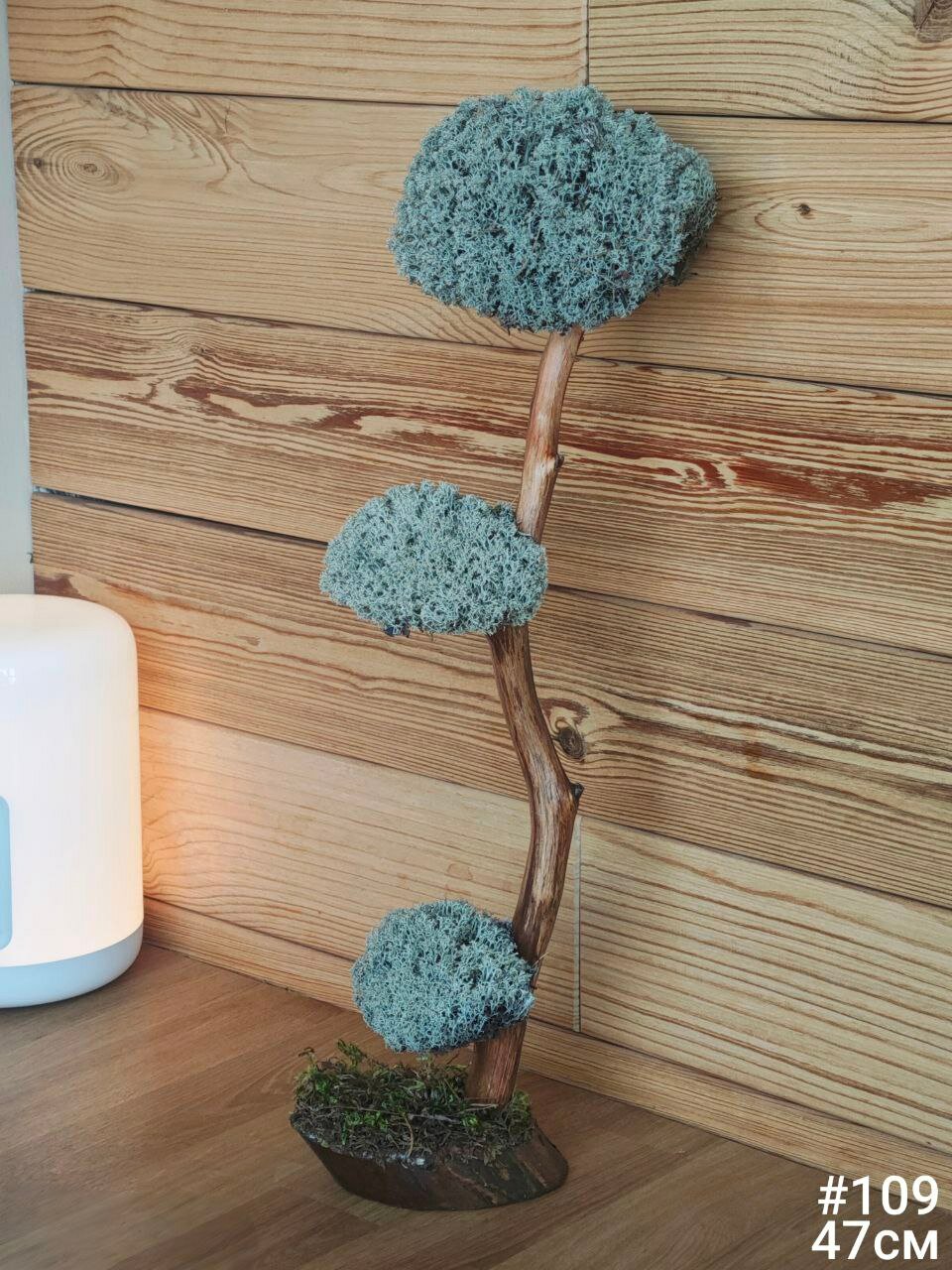 Дерево бонсай из цетрарии 47 см / Живое дерево / Дерево интерьерное / Дерево из Исландского мха/ Ручная работа/Декоративное комнатное дерево/ Оригинальный подарок мужчине, женщине, для дома /декор для кафе/ Сухоцвет / Уникальный подарок/ Декор интерьера/