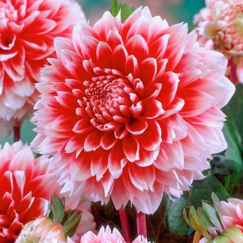 Георгины Весна №1