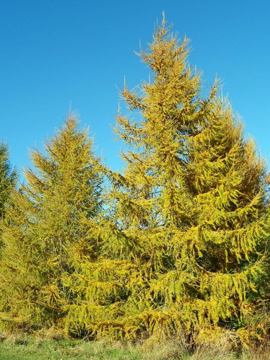 Лиственница европейская семена 25 штук