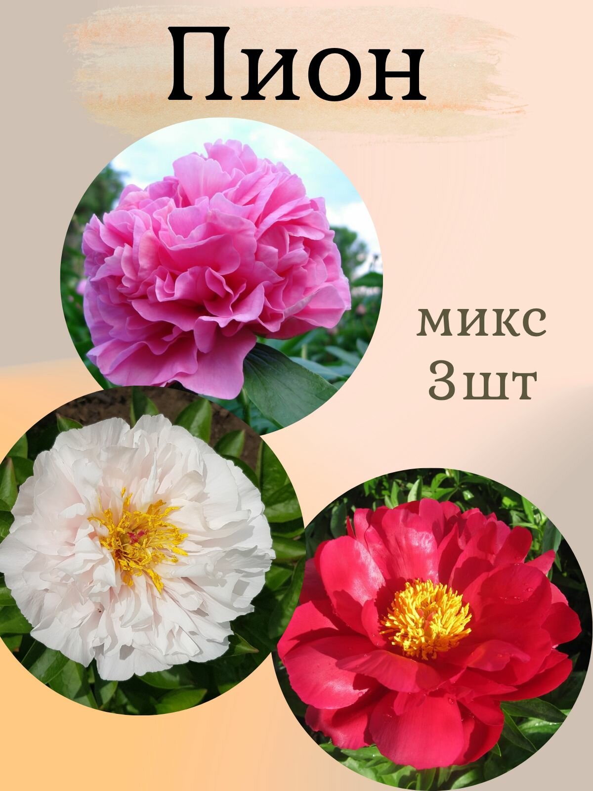 Пионы, многолетние цветы Микс из 3 штук