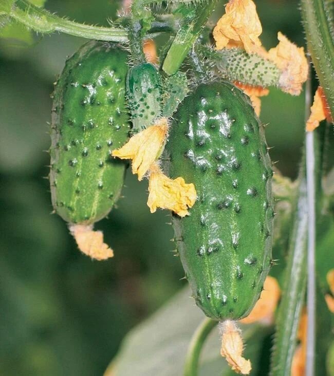 Коллекционные семена огурца F1 Будь здоров