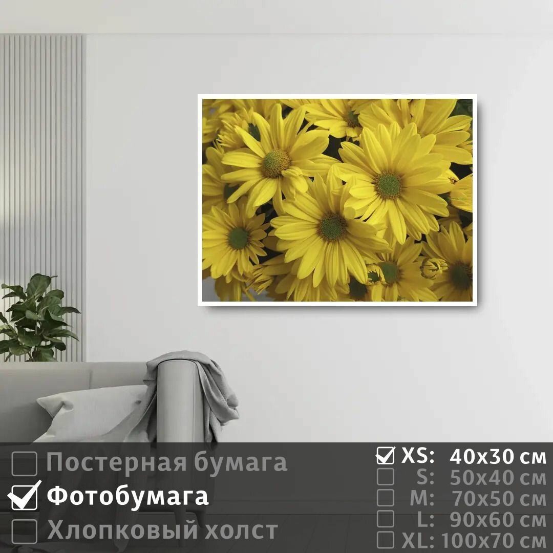 Постер на фотобумаге Желтые Цветки Хризантемы 40х30 см ПолиЦентр