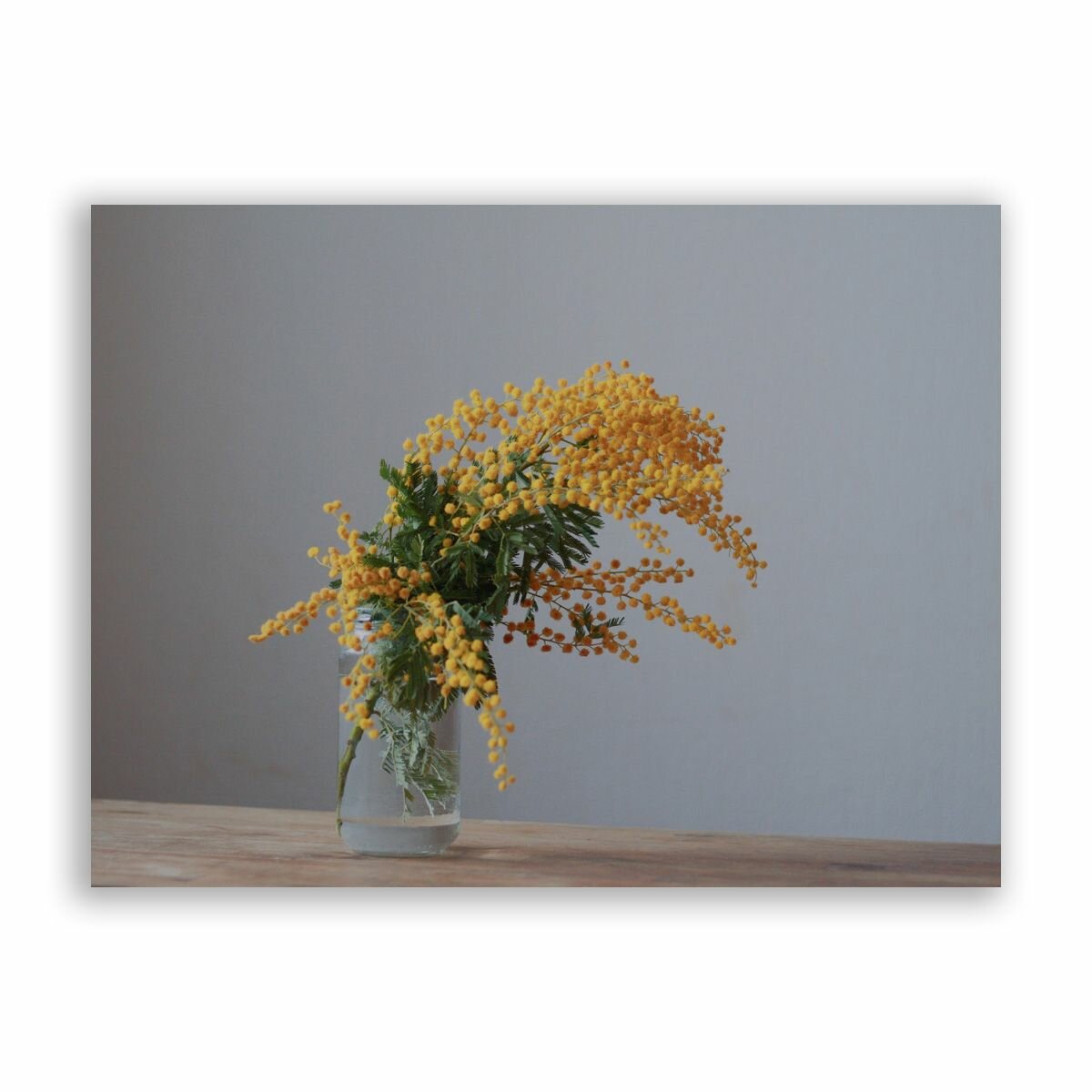 Постер цветы на бумаге / Мимоза / Размер 30 x 40 см