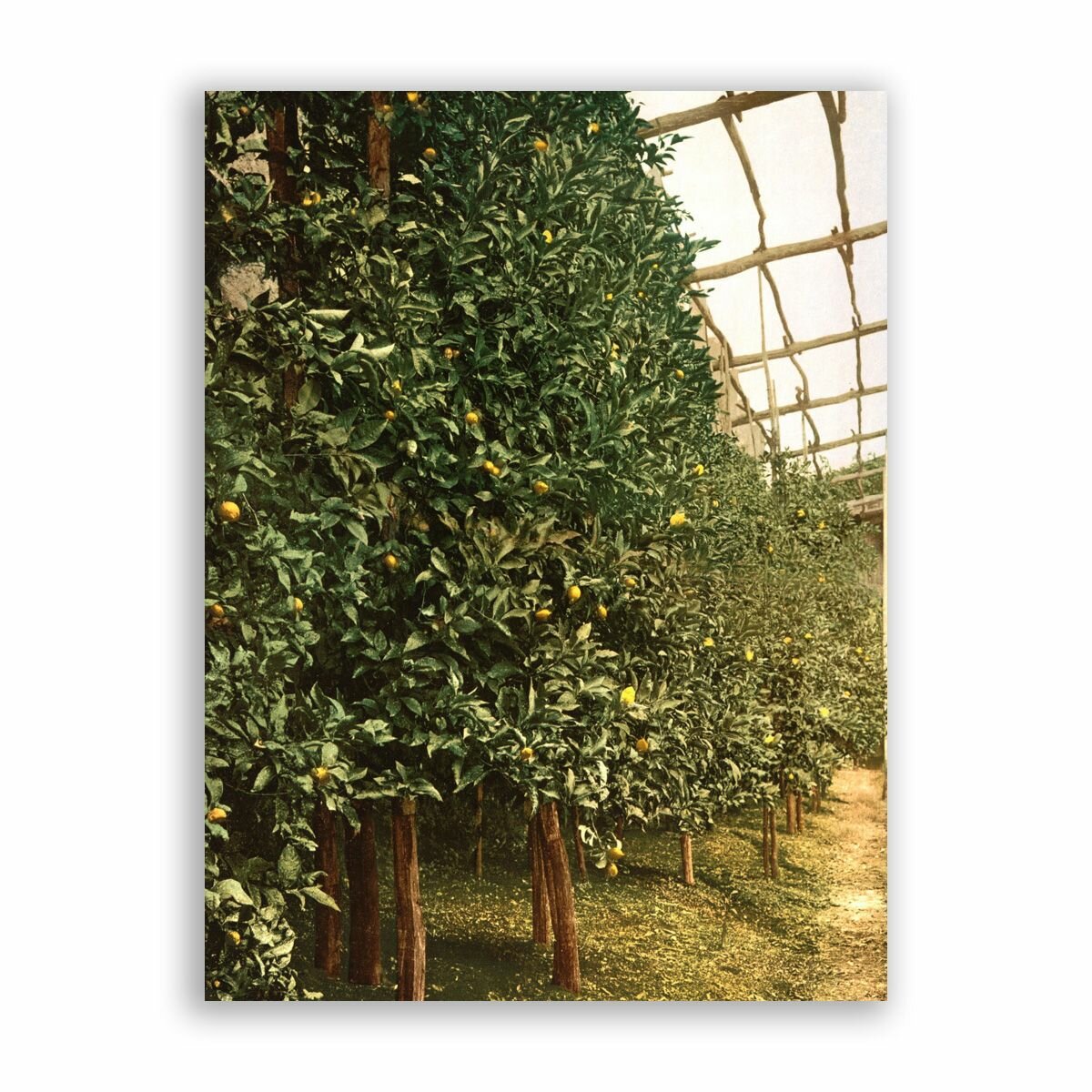 Постер, плакат на бумаге / A lemon tree, Limone, Lake Garda, Italy / Размер 30 x 40 см