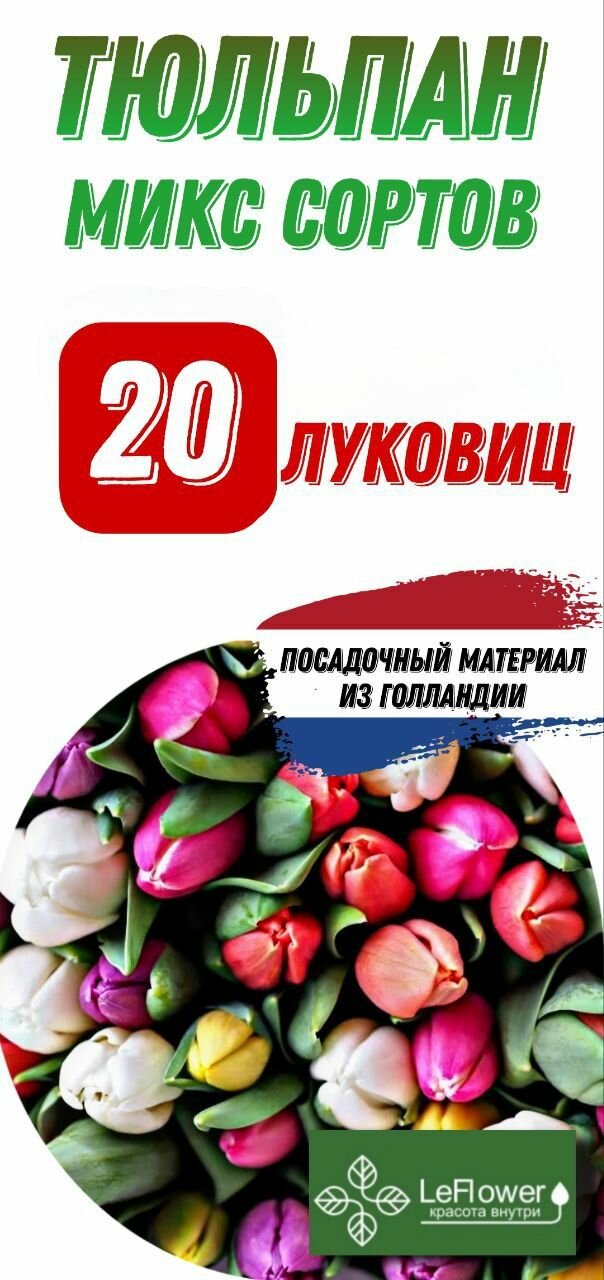 Тюльпан Луковица, Микс сортов, 20шт крупные