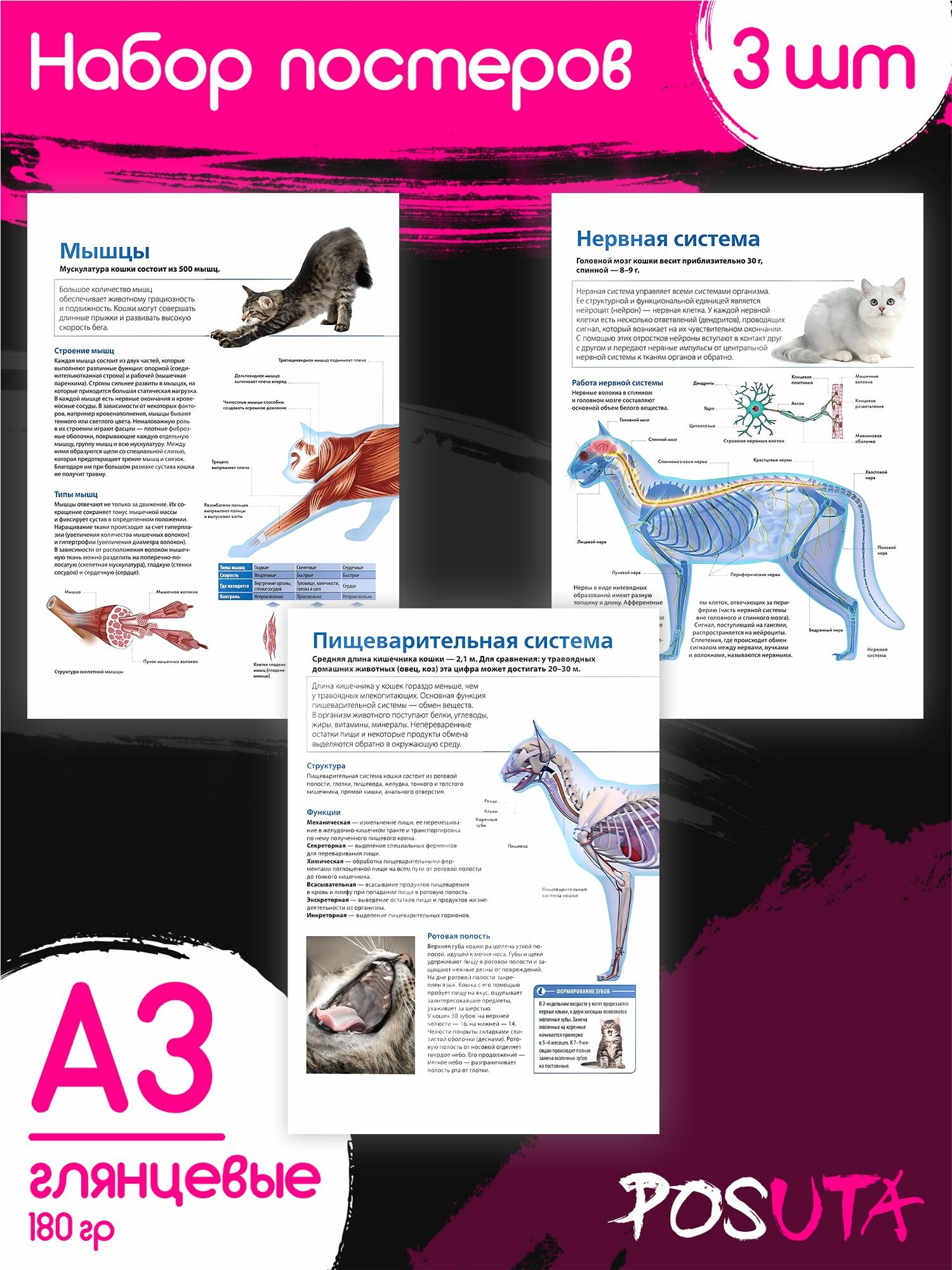 Постеры на стену анатомия кошки