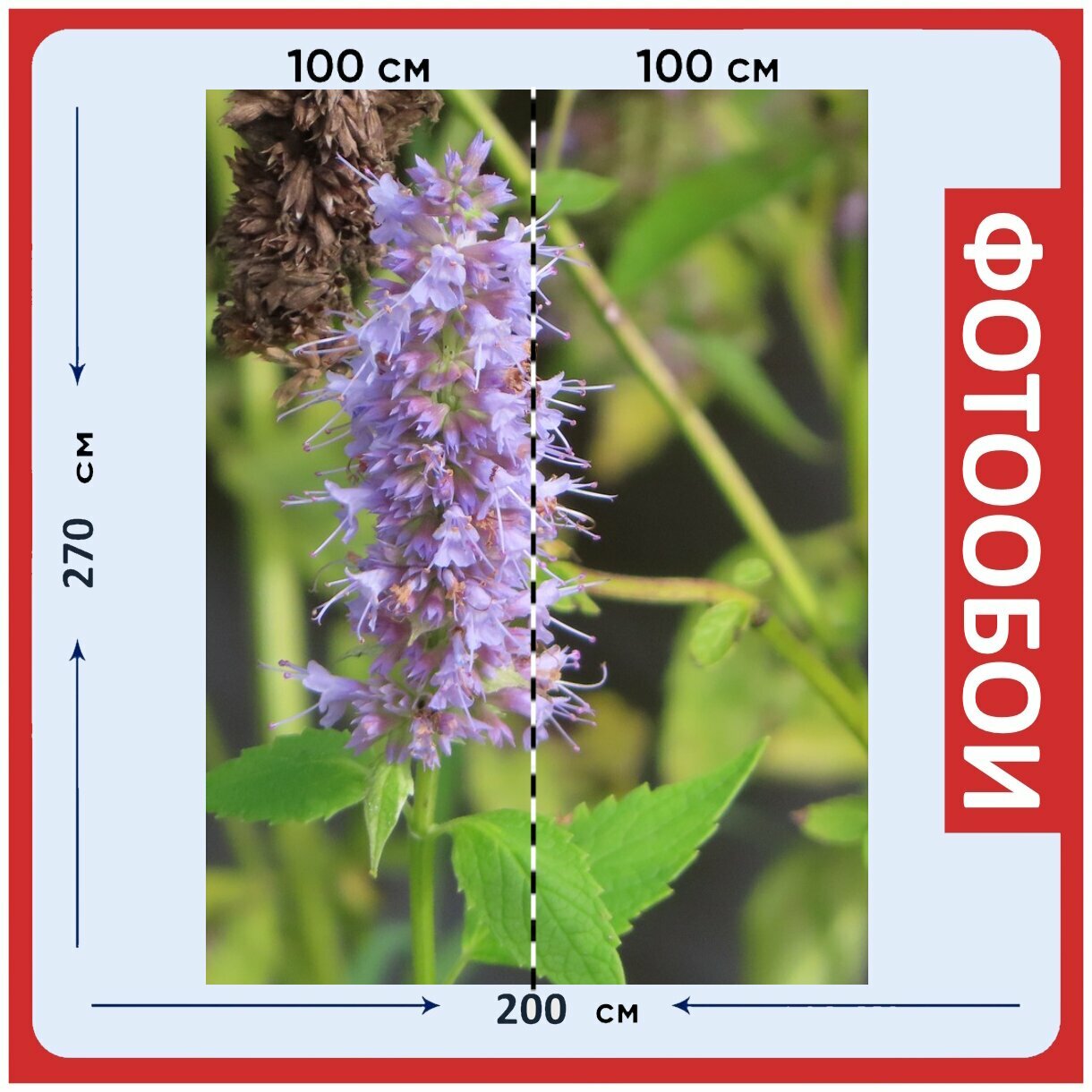 Фотообои "Лаванда, сирень, цветок" 200x270 см. флизелиновыена стену