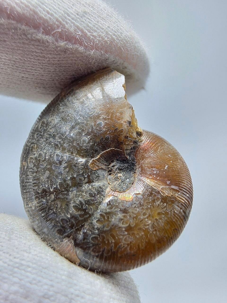 Аммонит перламутровый 28 мм, 9 г.