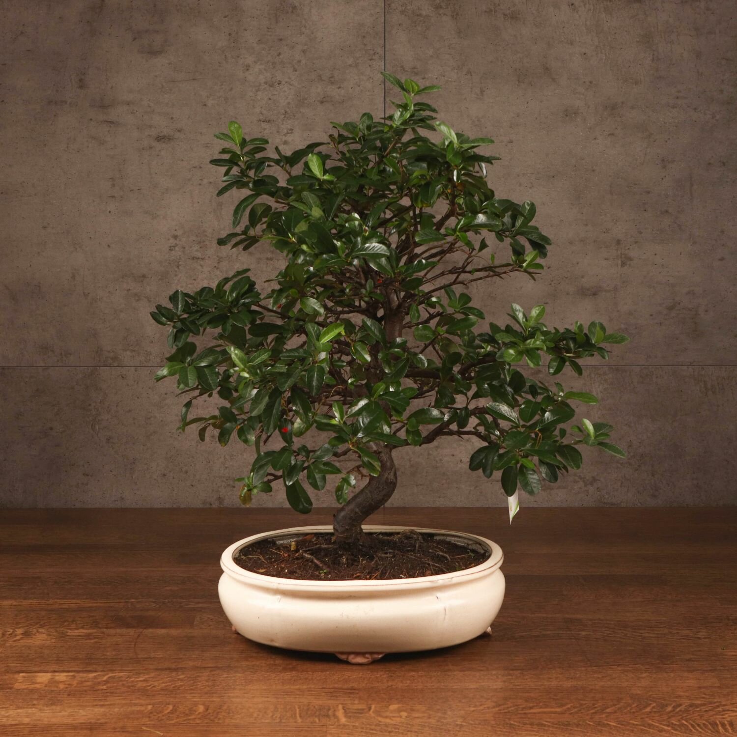 Бонсай Пираканта бежевый овал 50 см