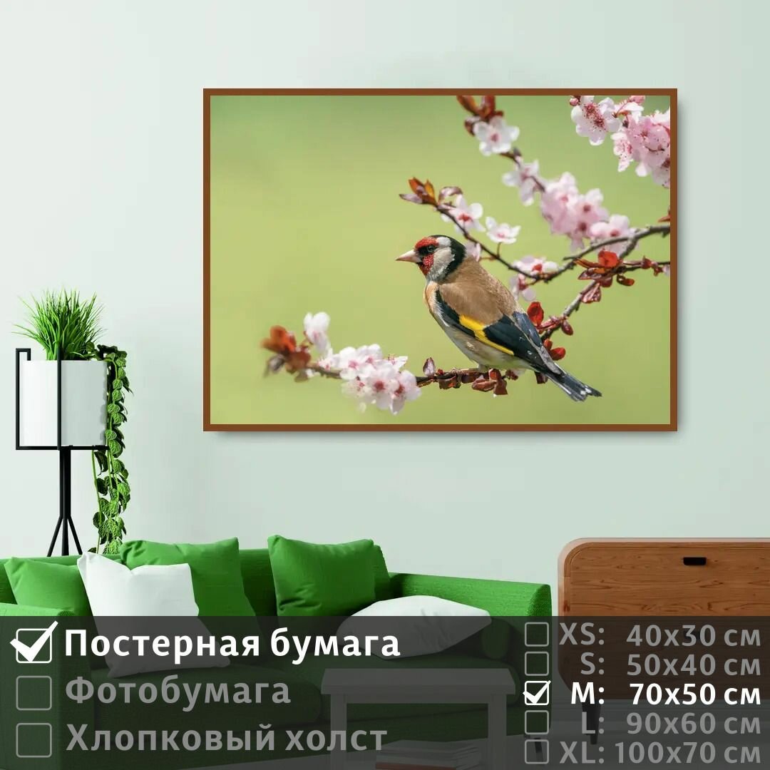 Постер на стену Птица Зяблик Сидит На Цветущей Ветке 70х50 см ПолиЦентр