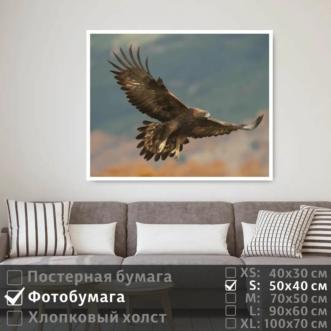 Постер на фотобумаге Парящий Орел В Небе 50х40 см ПолиЦентр