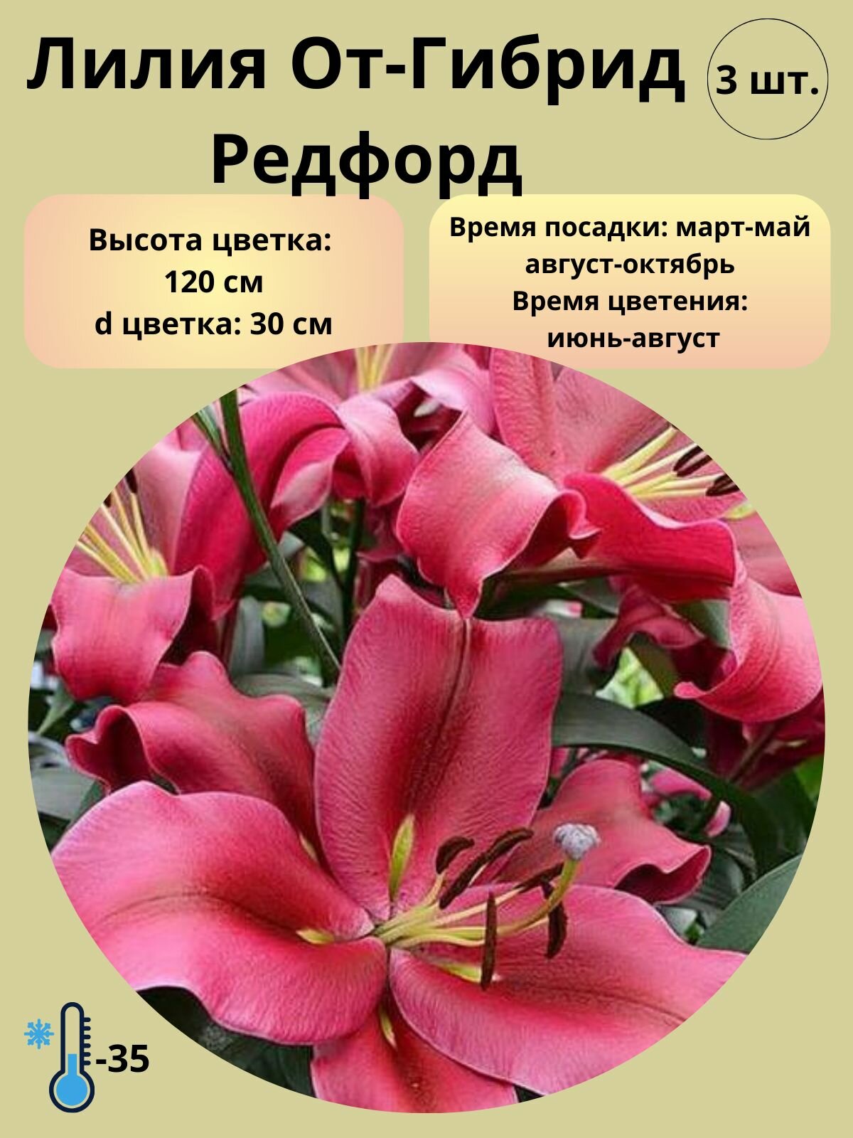 Луковицы Лилии ОТ-гибрид, 3 шт