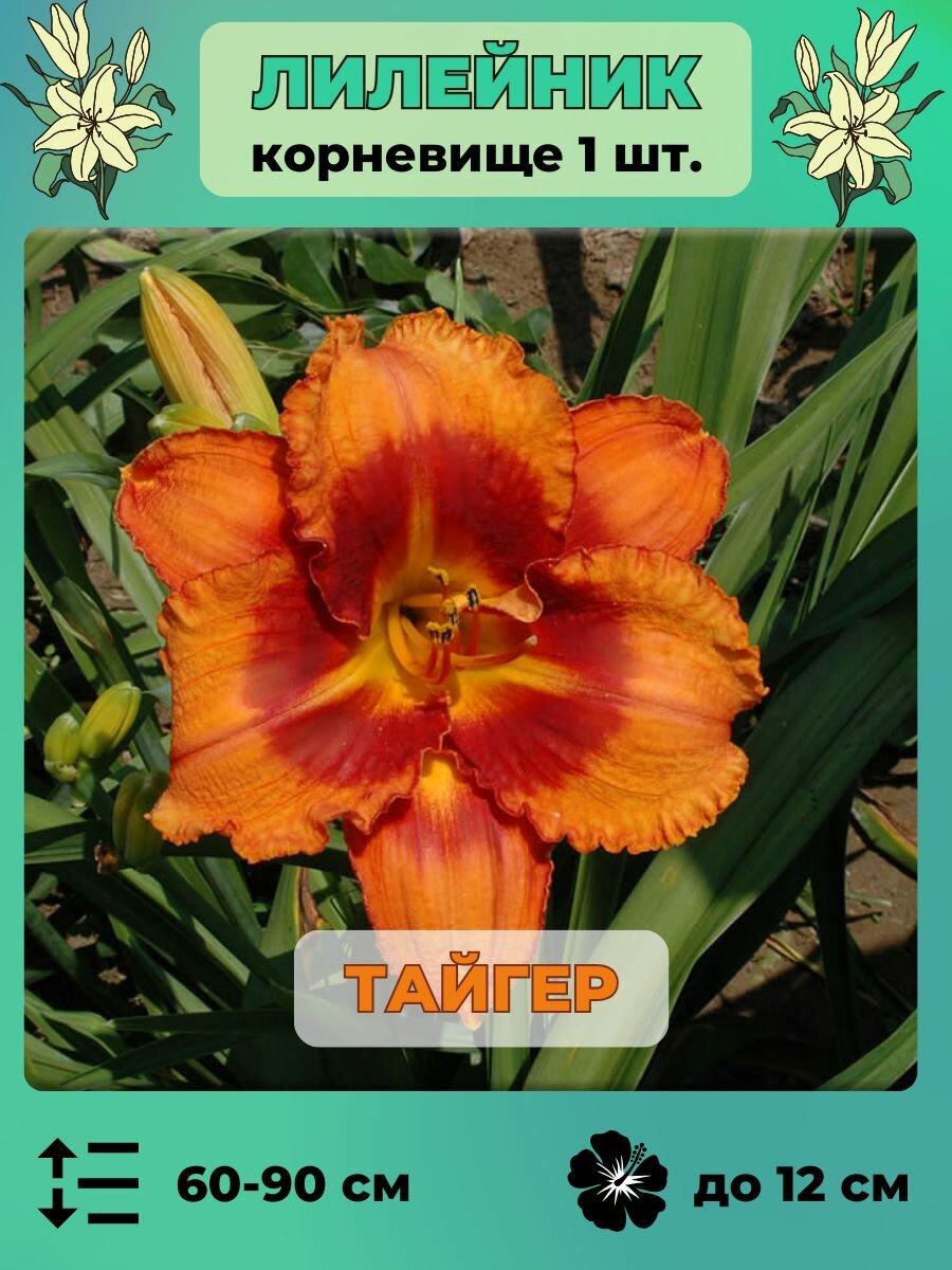 Лилейник корневище 1 шт, травянистый многолетник