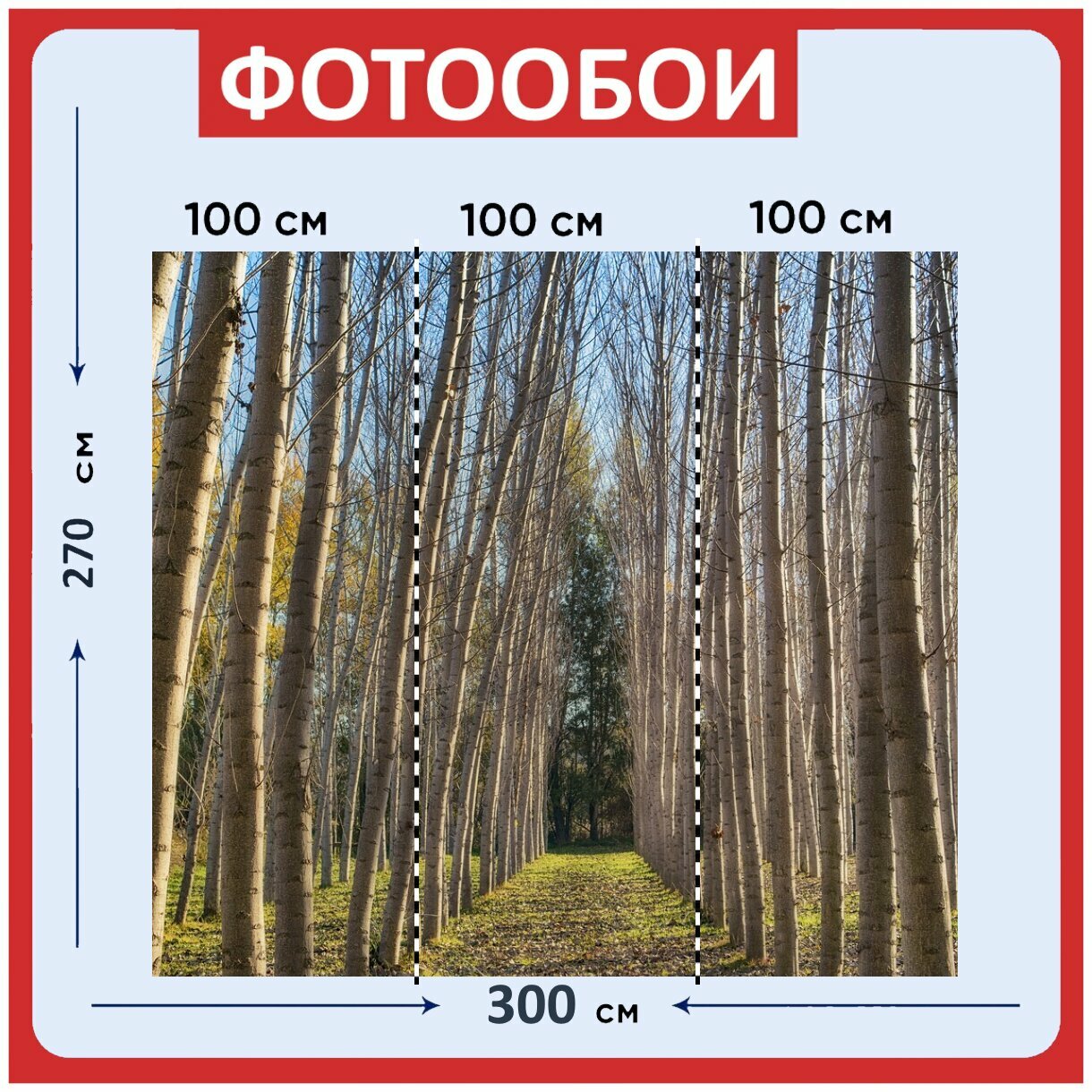 Фотообои ударопрочные моющиеся "Роща, стволы, лес" 300x270 см. флизелиновые на стену