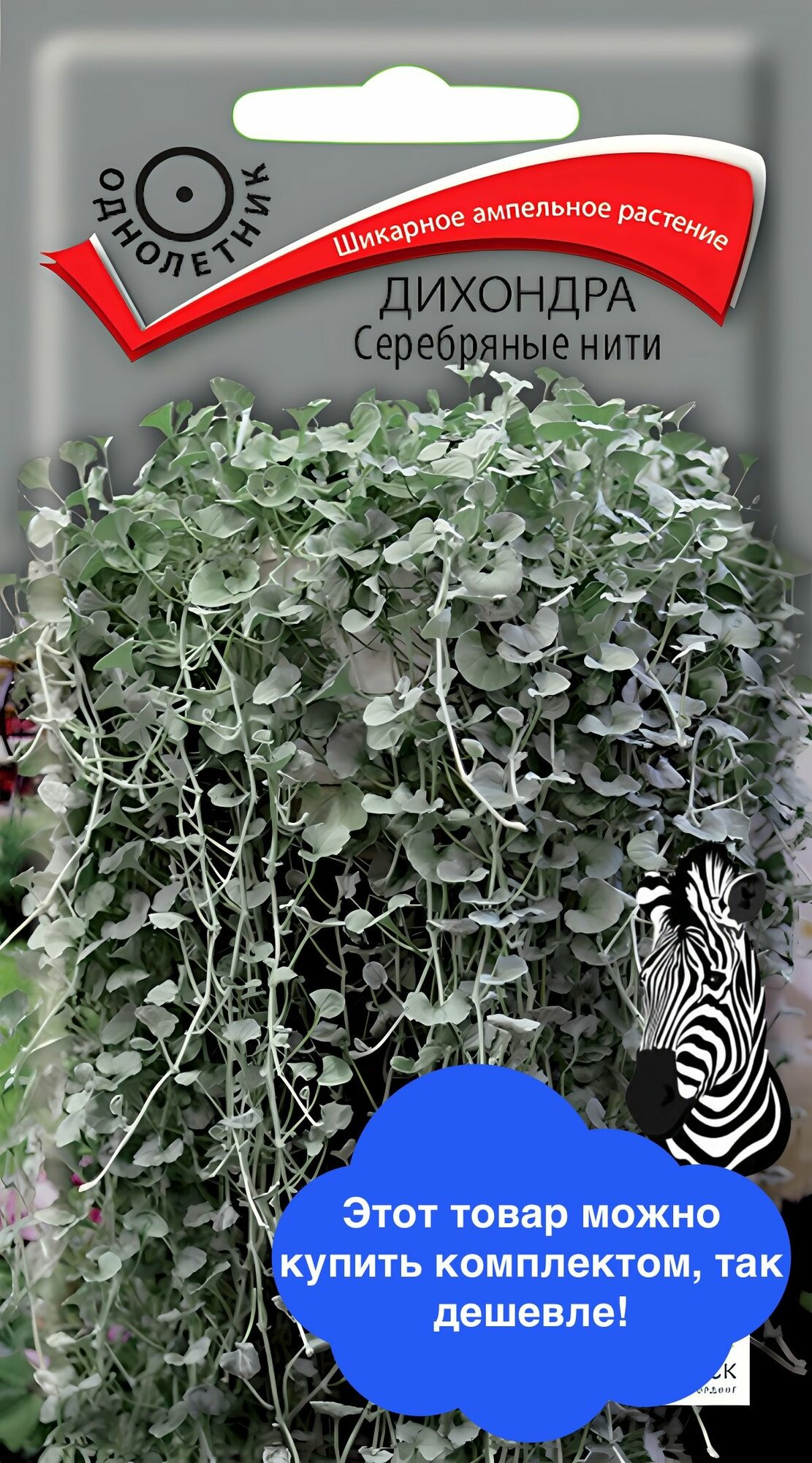 Цветы Дихондра Серебряные нити