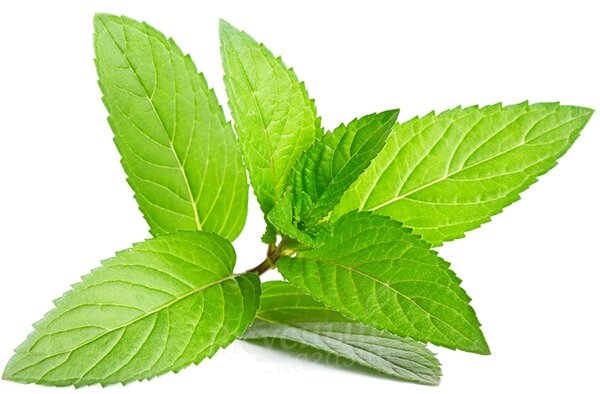 Ароматизатор натуральный жидкий Ментол Baker flavors, 10 мл. (Набор из 4 шт.)