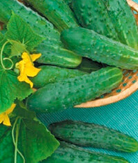 Семена огурцов Забава F1 (0,2 гр.)