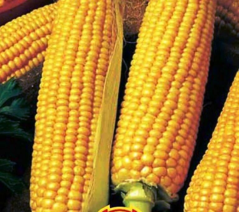 Семена Кукурузы "Лакомка Белогорья", 10 шт. семян