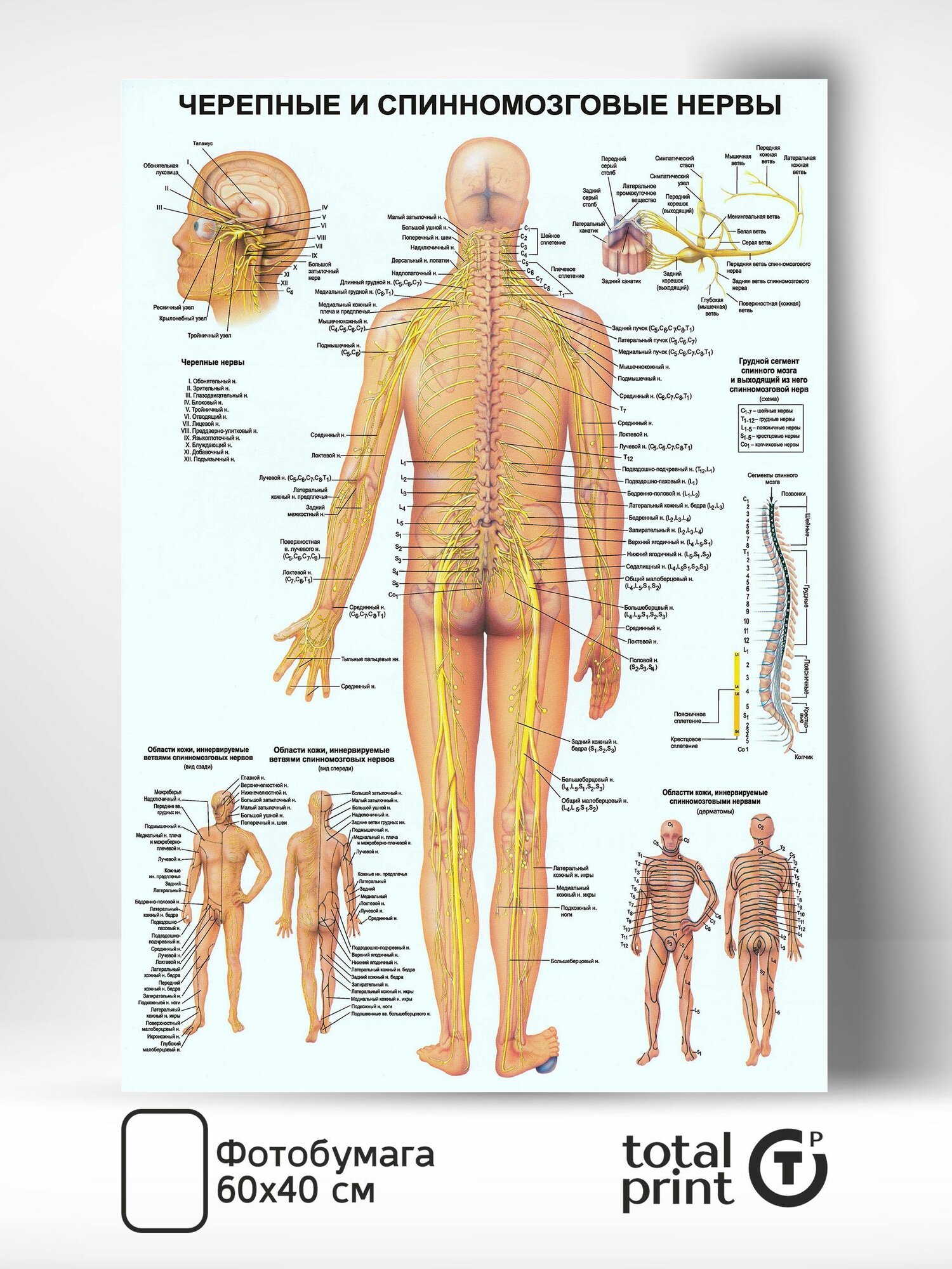 Постер на медицинскую тематику, 60х40см, Черепные и спинномозговые нервы, TotalPrint