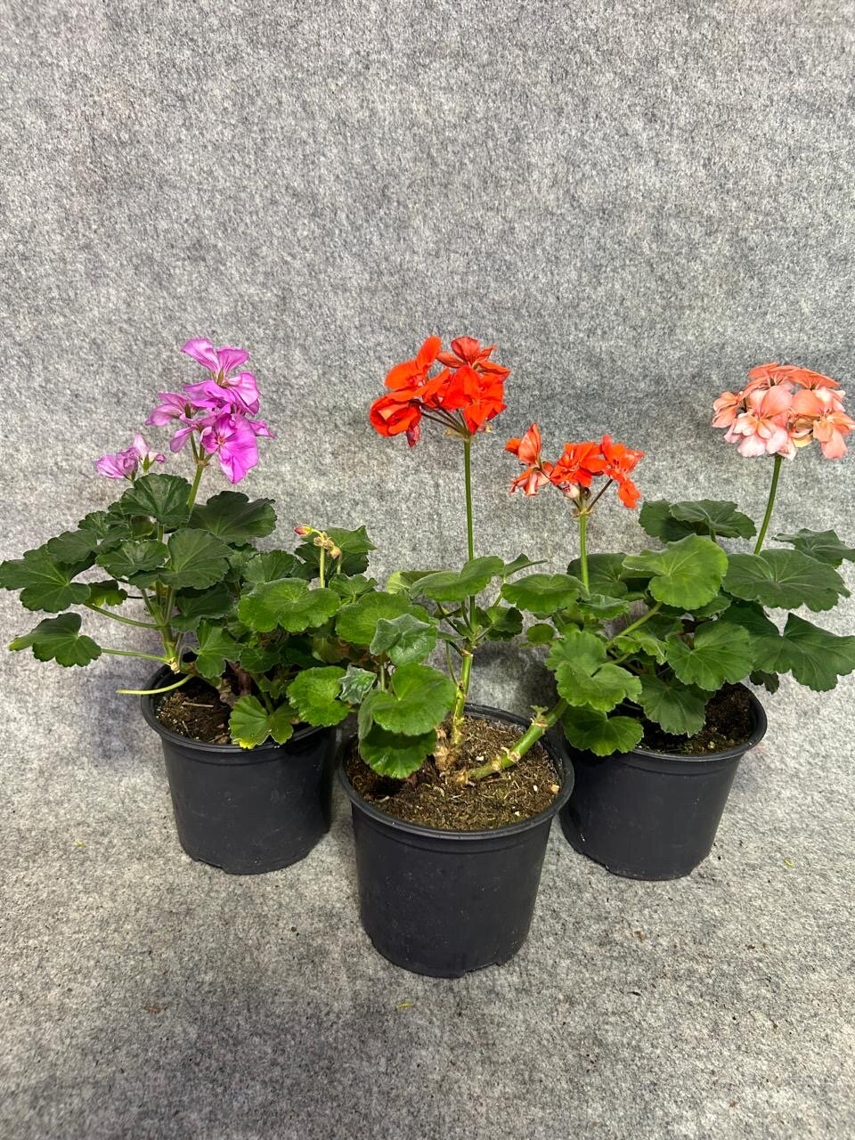 Герань Микс, цвет розовый, 3 шт, кашпо в комплекте, неприхотлива в уходе