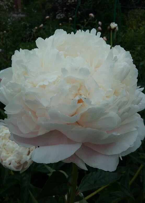 Пион GLADYS HODSON 1шт