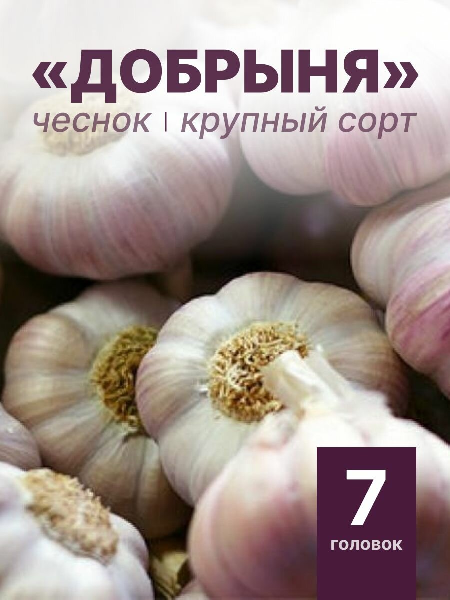 Чеснок на посадку крупный "Добрыня" 7 головок